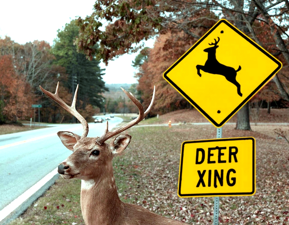 Semiotics of wildlife warning signs – Alina C Fisher